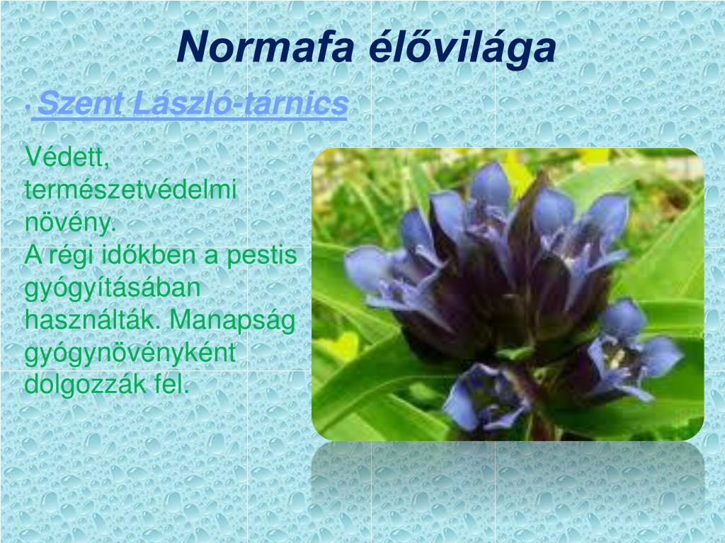 PPT - Készítette: Nagy Zsanett PowerPoint Presentation, free download ...