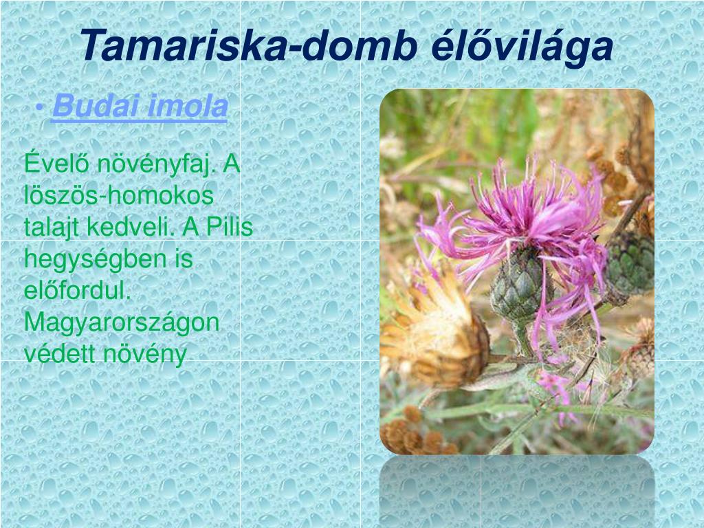 PPT - Készítette: Nagy Zsanett PowerPoint Presentation, free download ...