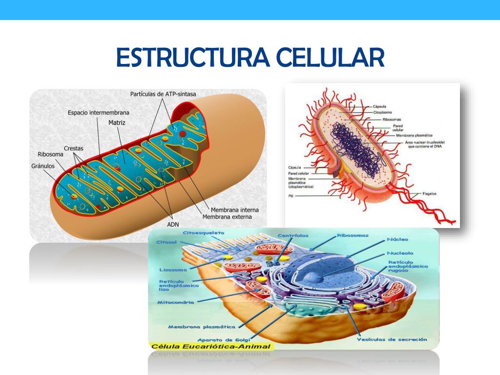 Estructura Celular