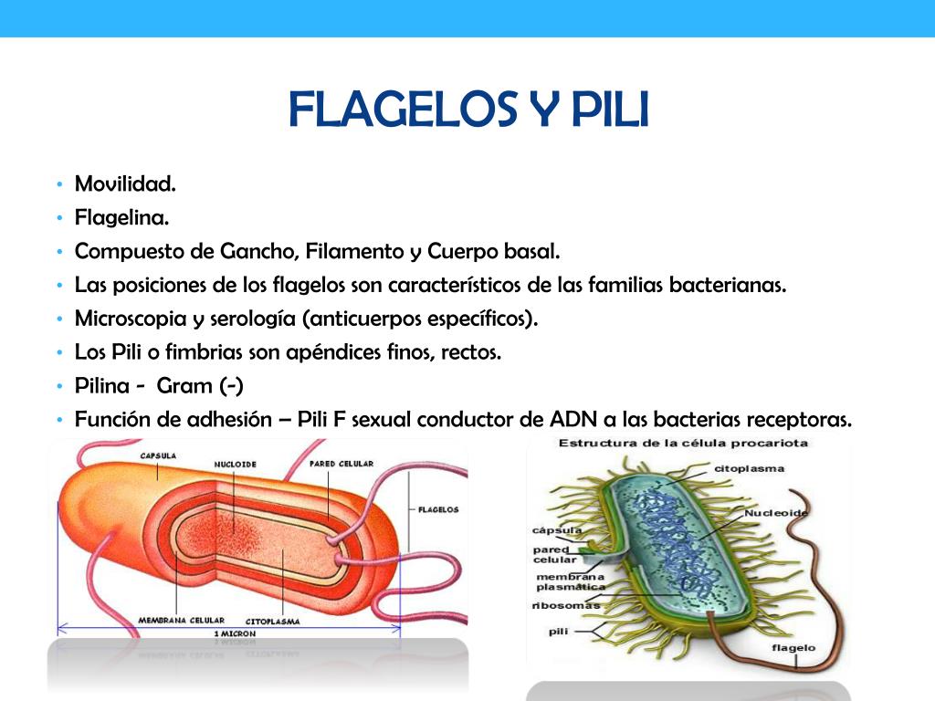 PPT - CITOLOGIA Y MORFOLOGIA BACTERIANA PowerPoint Presentation, free ...