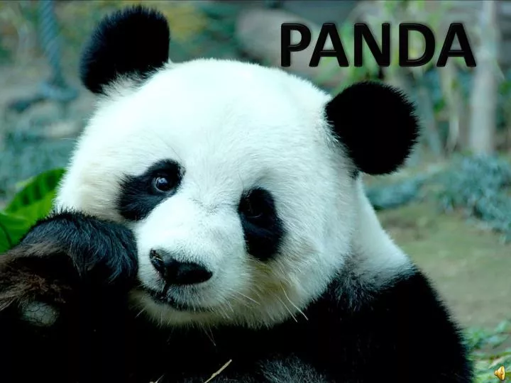 PPT - PANDA PowerPoint Presentation, free download - ID:1928558