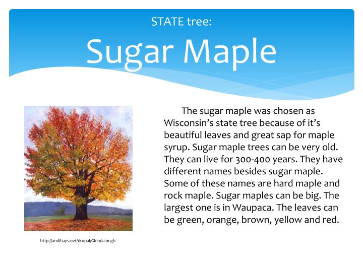 PPT - STATE SYMBOLS OF WISCONSIN PowerPoint Presentation - ID:1928752