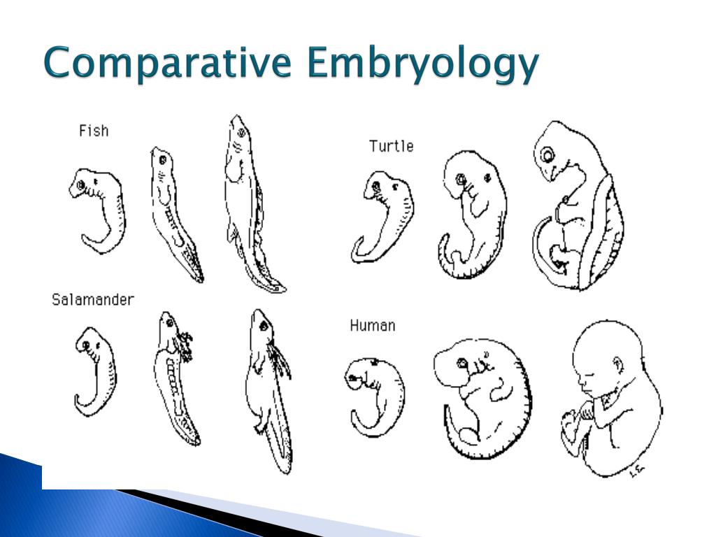 PPT Evolution Of Living Things PowerPoint Presentation Free Download PPT Evolution Of Living Things PowerPoint Presentation Free Download