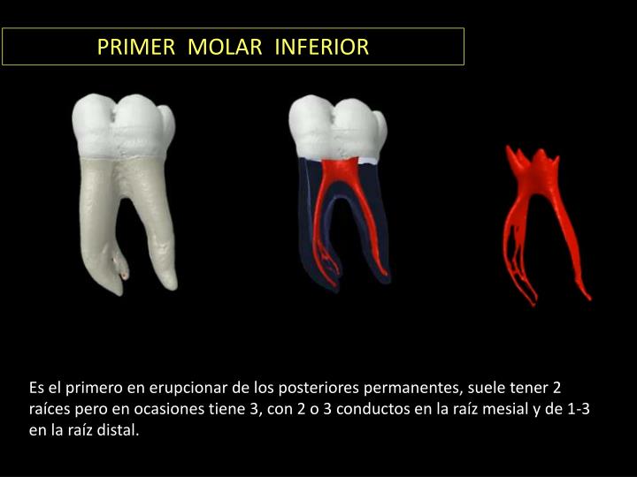 PPT - MOLARES PowerPoint Presentation - ID:1929846