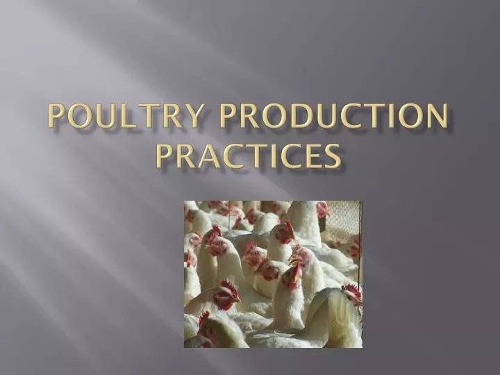 PPT - Poultry Production Practices PowerPoint Presentation, free ...