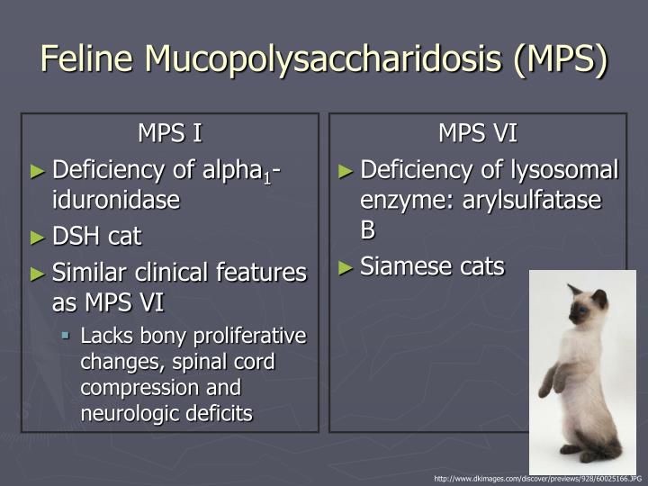 PPT - FELINE MUCOPOLYSACCHARIDOSIS PowerPoint Presentation - ID:1930301