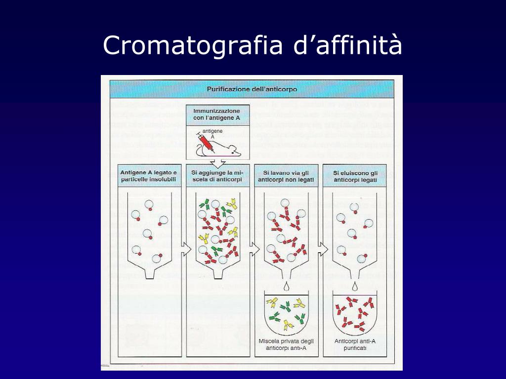 PPT - Misurazione e uso di anticorpi Misurazione delle funzioni dei ...