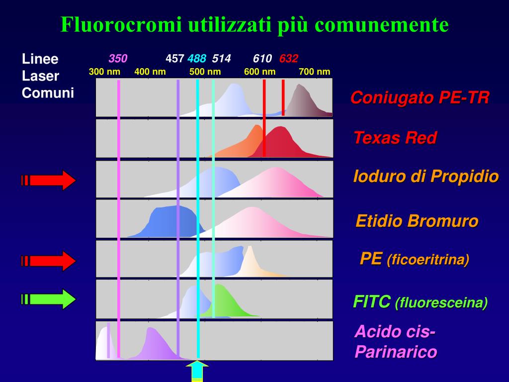 PPT - Misurazione e uso di anticorpi Misurazione delle funzioni dei ...