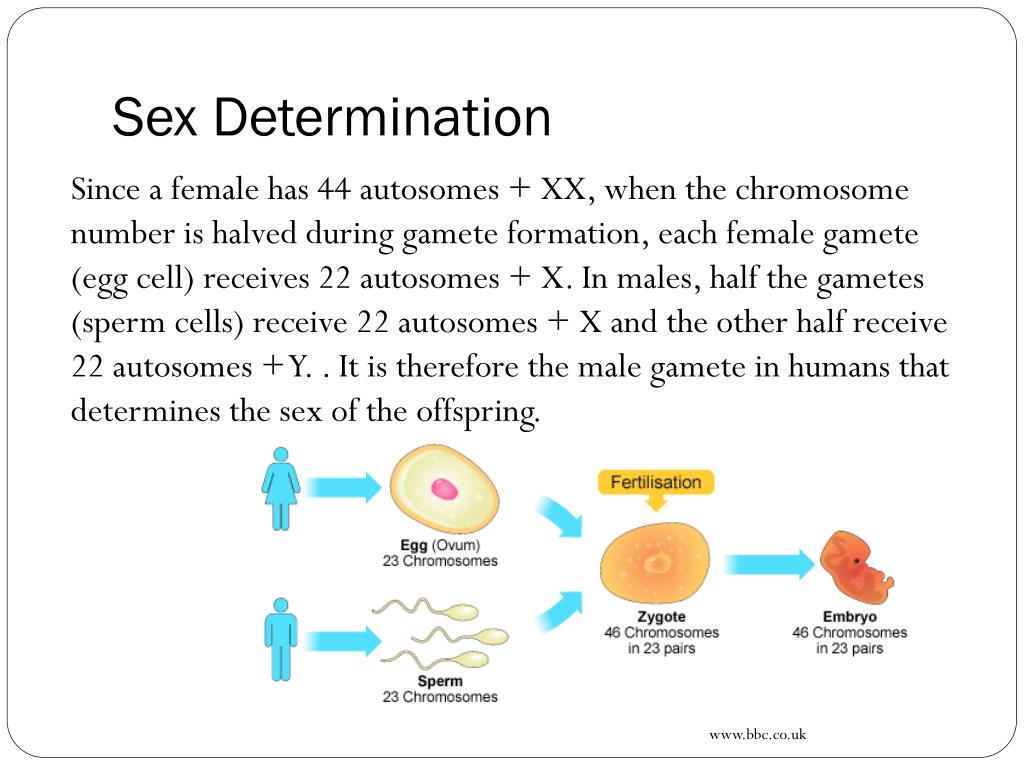 Ppt Blueprint Of Life Topic 12 Sex Linked Genes Powerpoint