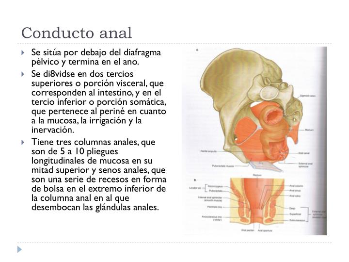 PPT - REGION PERINEAL PowerPoint Presentation - ID:1930839