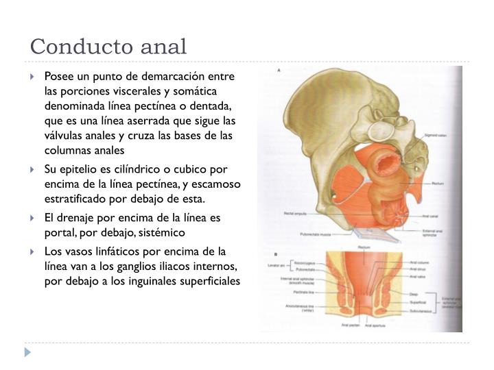 PPT - REGION PERINEAL PowerPoint Presentation - ID:1930839