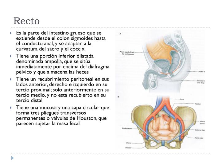 PPT - REGION PERINEAL PowerPoint Presentation - ID:1930839