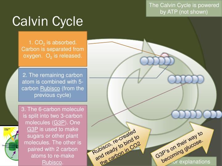 Calvin Cycle For Kids