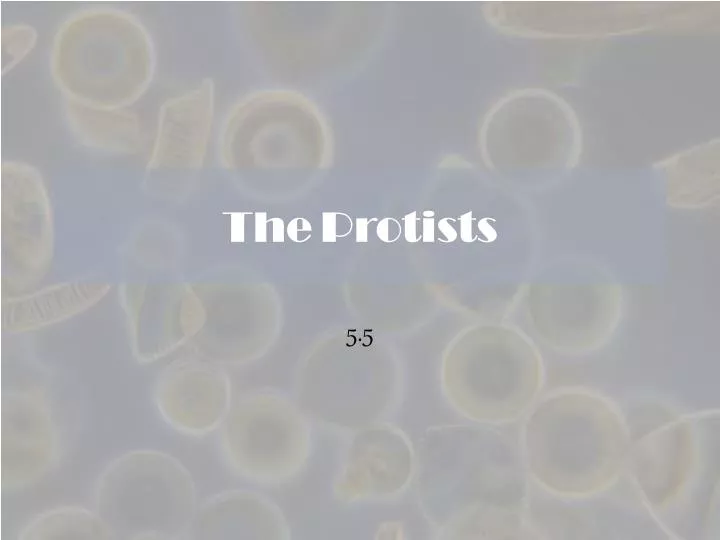 PPT - The Protists PowerPoint Presentation, free download - ID:1930889
