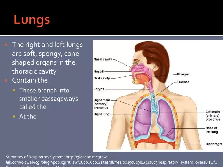 PPT - Lungs PowerPoint Presentation, free download - ID:1930927