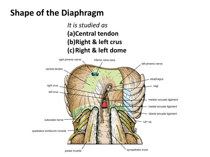 PPT - Diaphragm PowerPoint Presentation - ID:1930932