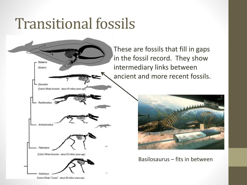 Fossils Evidence Of Evolution Examples at Timothy Gordon blog Fossils Evidence Of Evolution Examples at Timothy Gordon blog