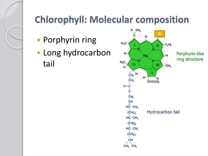 PPT - PHOTOSYNTHETIC ORGANISMS PowerPoint Presentation - ID:1930975