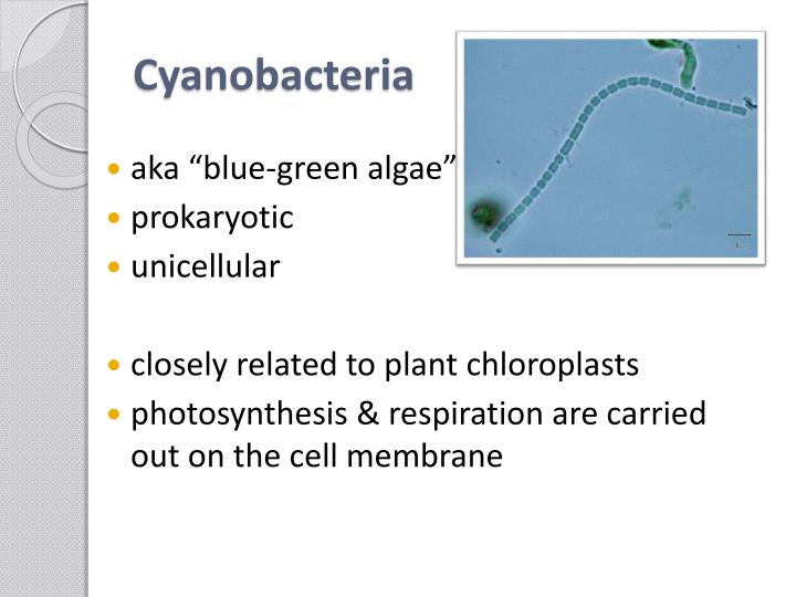 PPT - PHOTOSYNTHETIC ORGANISMS PowerPoint Presentation - ID:1930975