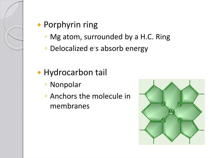 PPT - PHOTOSYNTHETIC ORGANISMS PowerPoint Presentation - ID:1930975