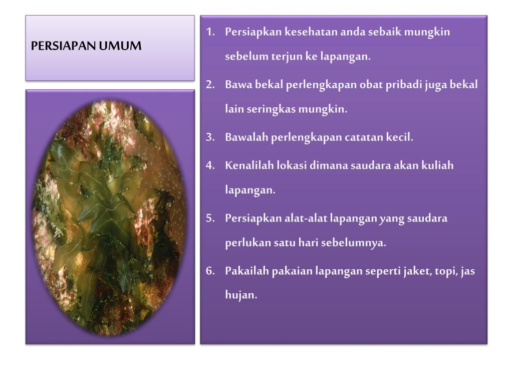 PPT - KEANEKARAGAMAN DAN KLASIFIKASI CRYPTOGAMAE PowerPoint ...