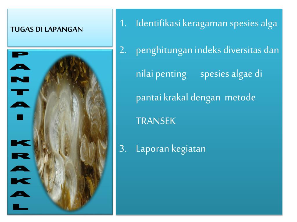 PPT - KEANEKARAGAMAN DAN KLASIFIKASI CRYPTOGAMAE PowerPoint ...