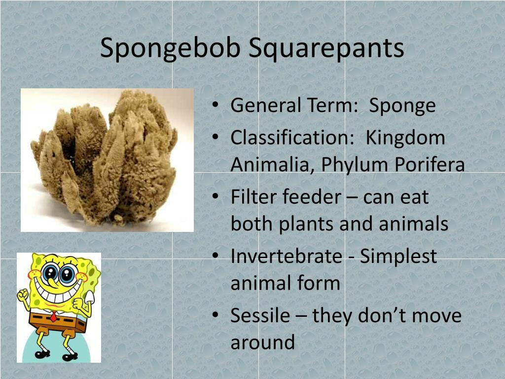 PPT - The Marine Biology of Spongebob Squarepants PowerPoint ...