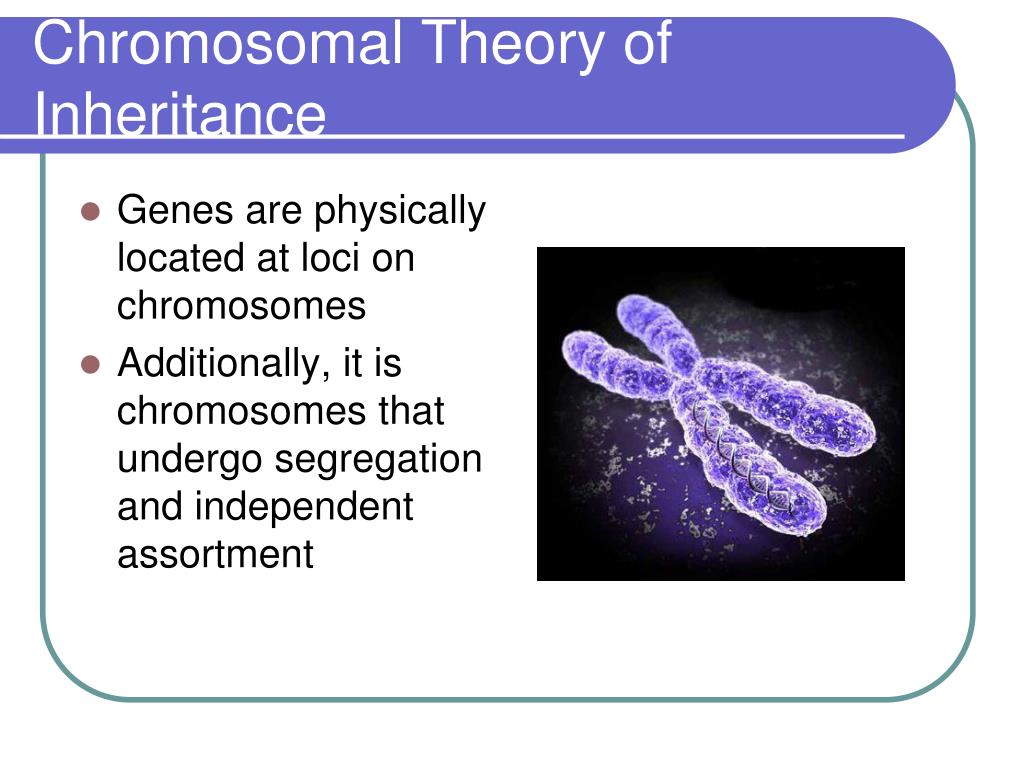 Ppt The Chromosomal Basis Of Inheritance Powerpoint Presentation