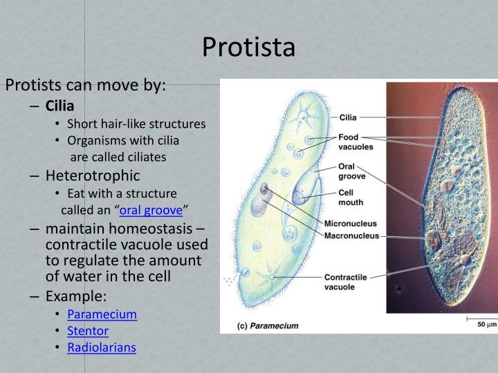 PPT - kingdom Protista PowerPoint Presentation - ID:1931698