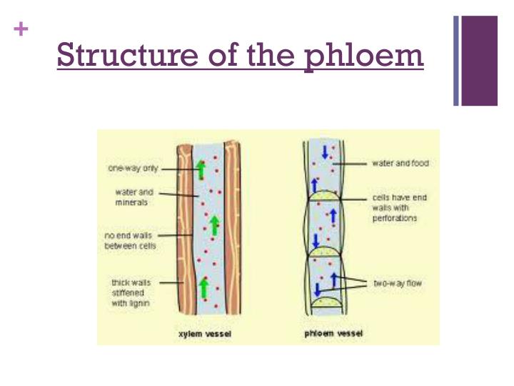 Phloem Cell