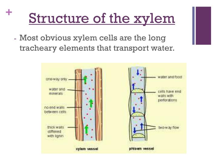 PPT - The Phloem and Xylem PowerPoint Presentation - ID:1931729