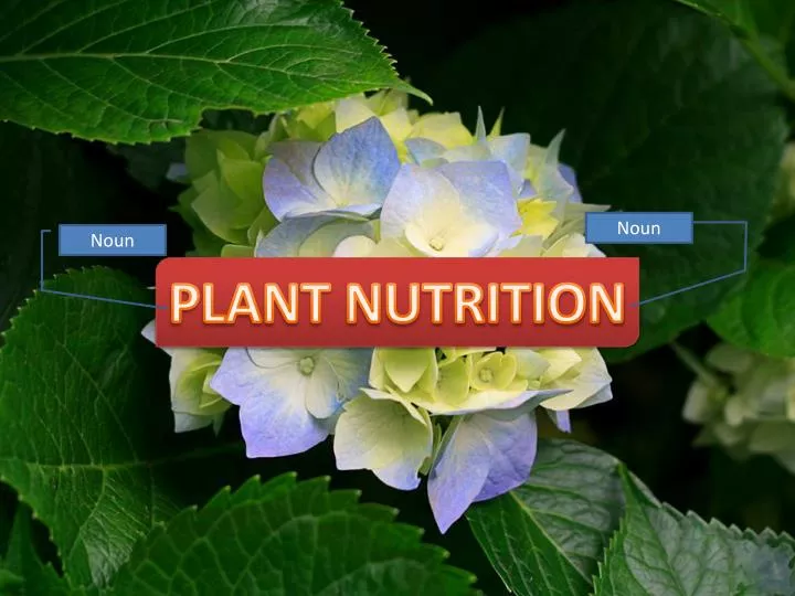 PPT - PLANT NUTRITION PowerPoint Presentation, free download - ID:1931907