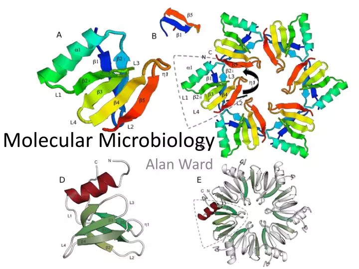 PPT - Molecular Microbiology PowerPoint Presentation, free download ...