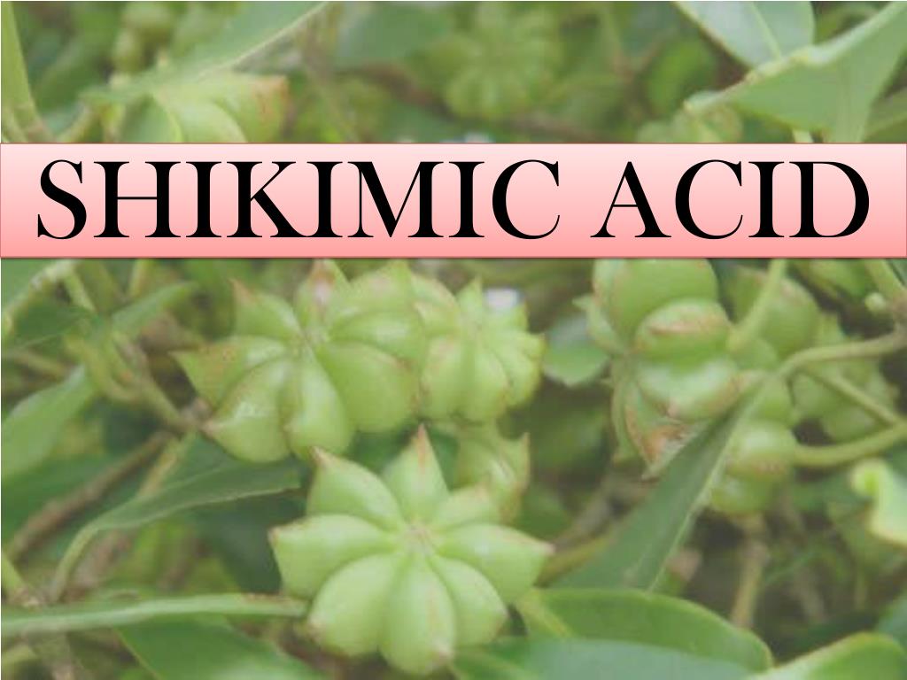 PPT - The Metabolic Pathway of Shikimic Acid Aromatic Amino Acids ...