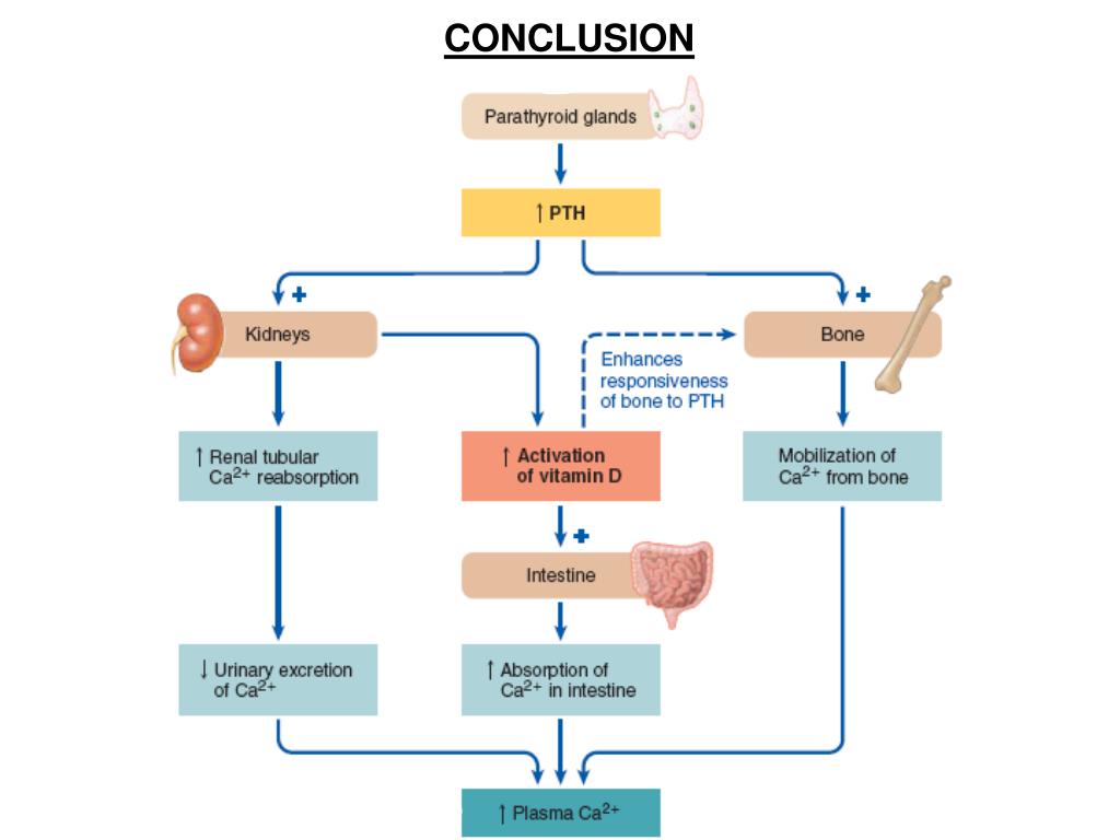 PPT - Parathyroid Gland & Calcium Metabolism PowerPoint Presentation ...