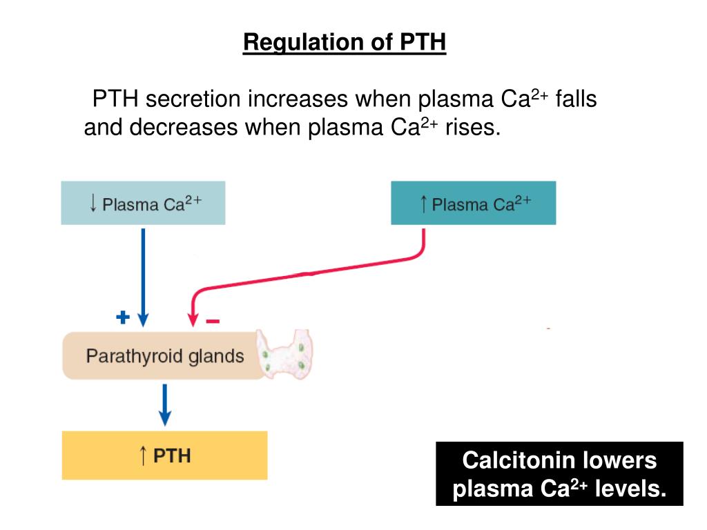 PPT - Parathyroid Gland & Calcium Metabolism PowerPoint Presentation ...