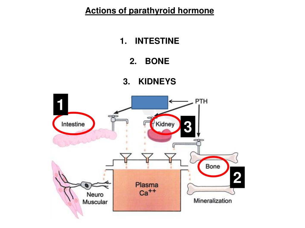 PPT - Parathyroid Gland & Calcium Metabolism PowerPoint Presentation ...