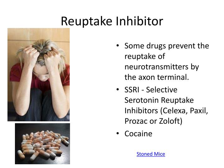 PPT - Neurotransmission PowerPoint Presentation - ID:1933146