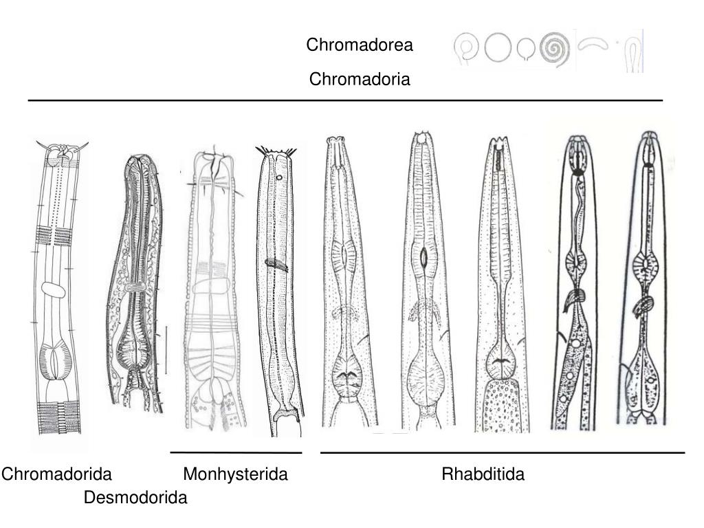 PPT - Identificación de los Nematodos y Ecología del Suelo PowerPoint ...
