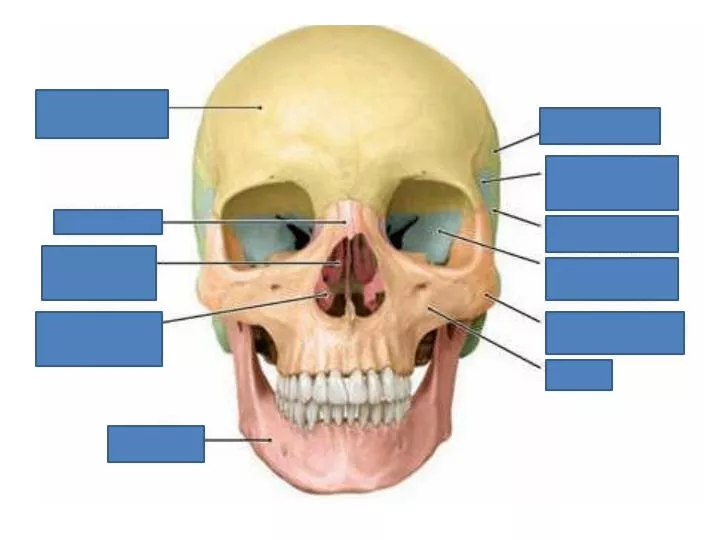 PPT - Genial Tubercles PowerPoint Presentation, free download - ID:1933264