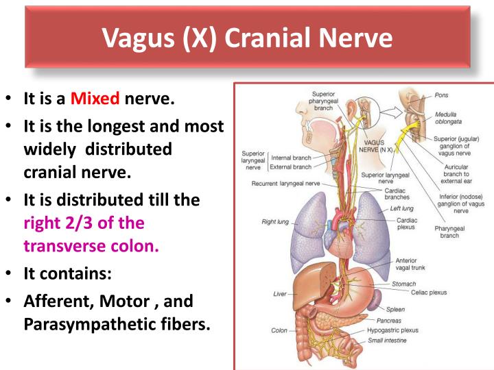 PPT - Glossopharyngeal and Vagus nerves PowerPoint Presentation - ID ...