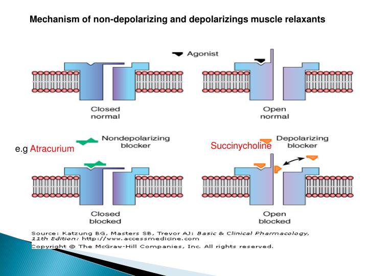 PPT - Skeletal muscle relaxants PowerPoint Presentation - ID:1933692