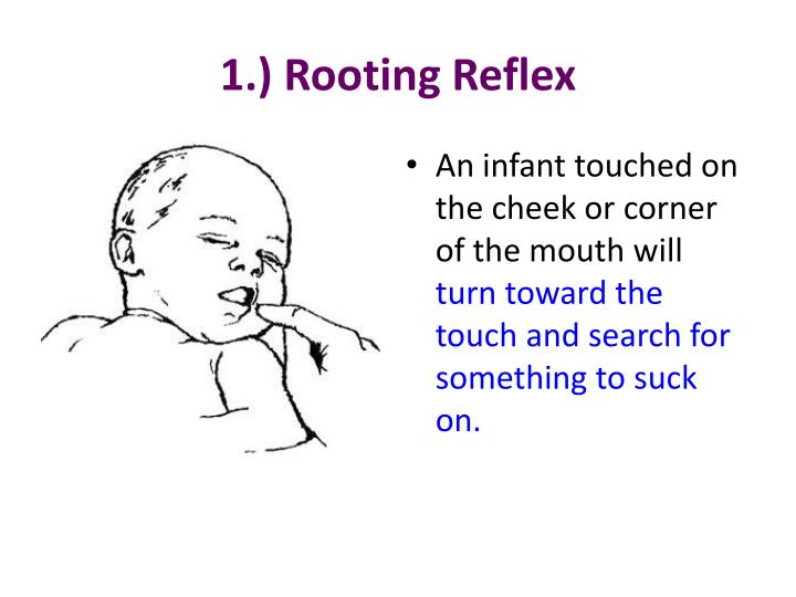 PPT - Developmental Psychology PowerPoint Presentation - ID:1933882