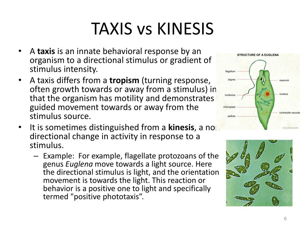 PPT - Ethology is the scientific study of animal behavior, and a sub ...