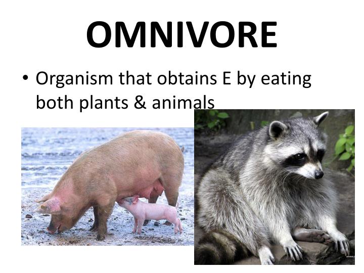 PPT - An organisms role in its environment… PowerPoint Presentation ...