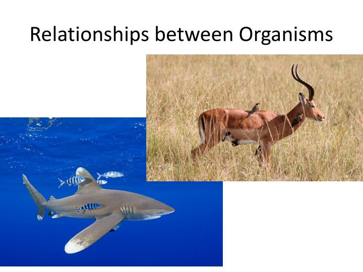 PPT - An organisms role in its environment… PowerPoint Presentation ...