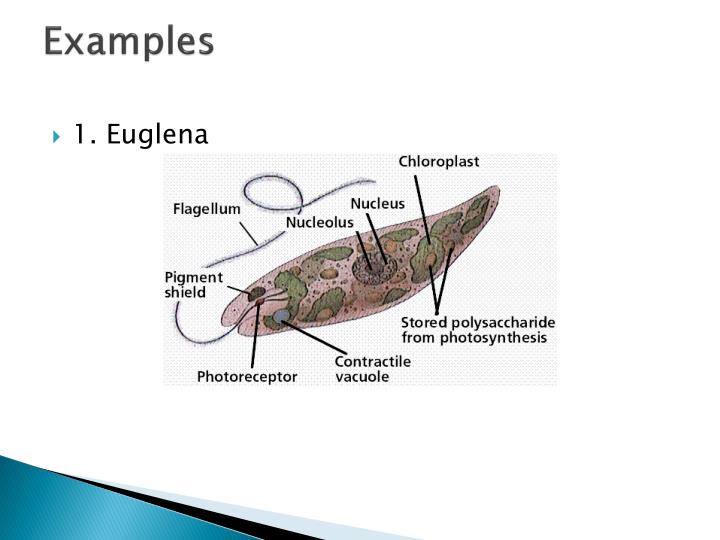 PPT - Division Euglenophyta PowerPoint Presentation - ID:1934643
