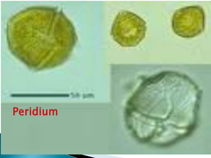 PPT - Division Euglenophyta PowerPoint Presentation - ID:1934643