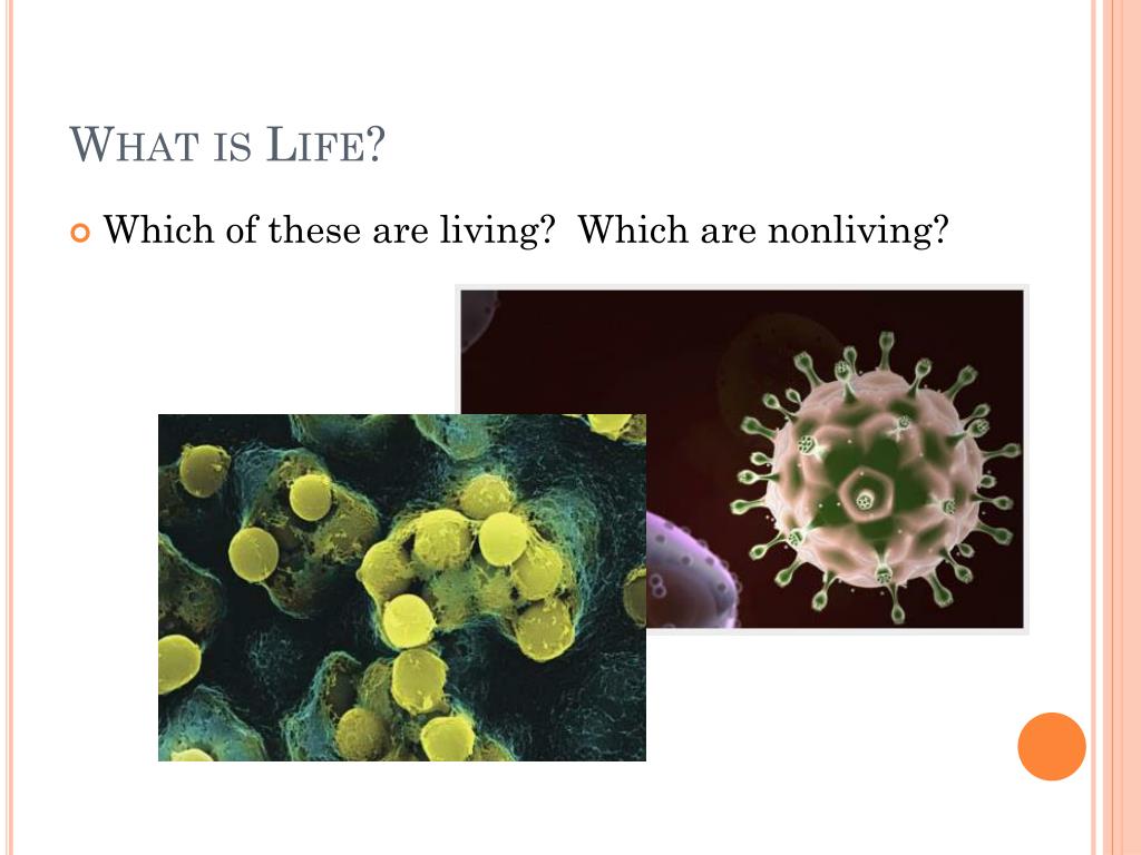PPT - Biology—The Study of Life PowerPoint Presentation, free download ...