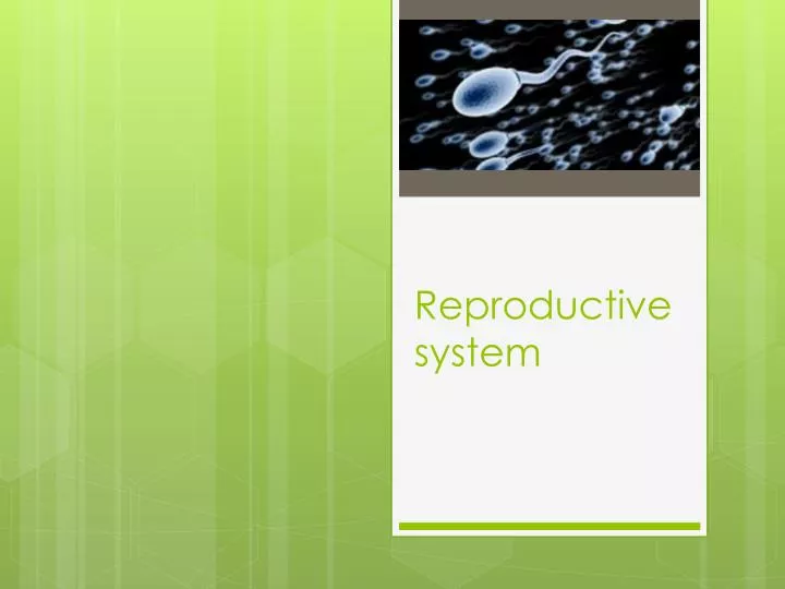 PPT - Reproductive system PowerPoint Presentation, free download - ID ...